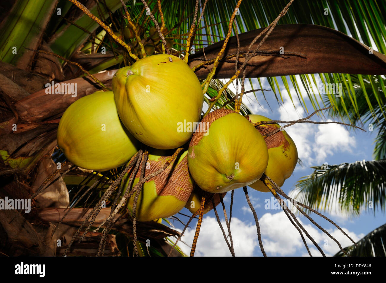 Coconuts hanging from a Coconut Palm (Cocos nucifera Stock Photo - Alamy