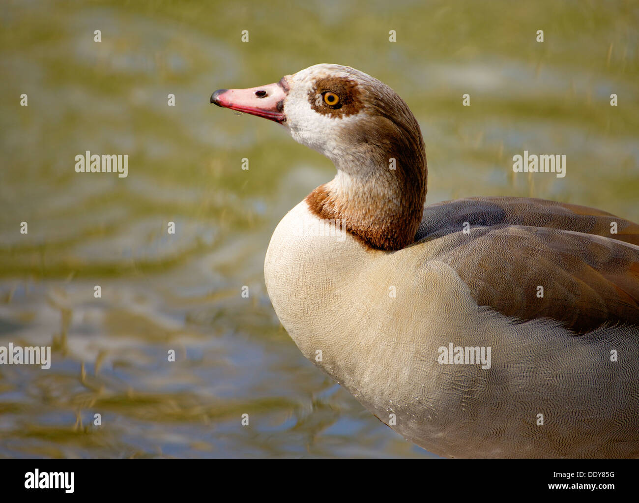 Egyptian geese uk spring hi-res stock photography and images - Alamy