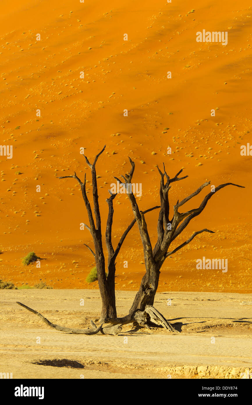 Dead trees in front of a sand dune Stock Photo - Alamy