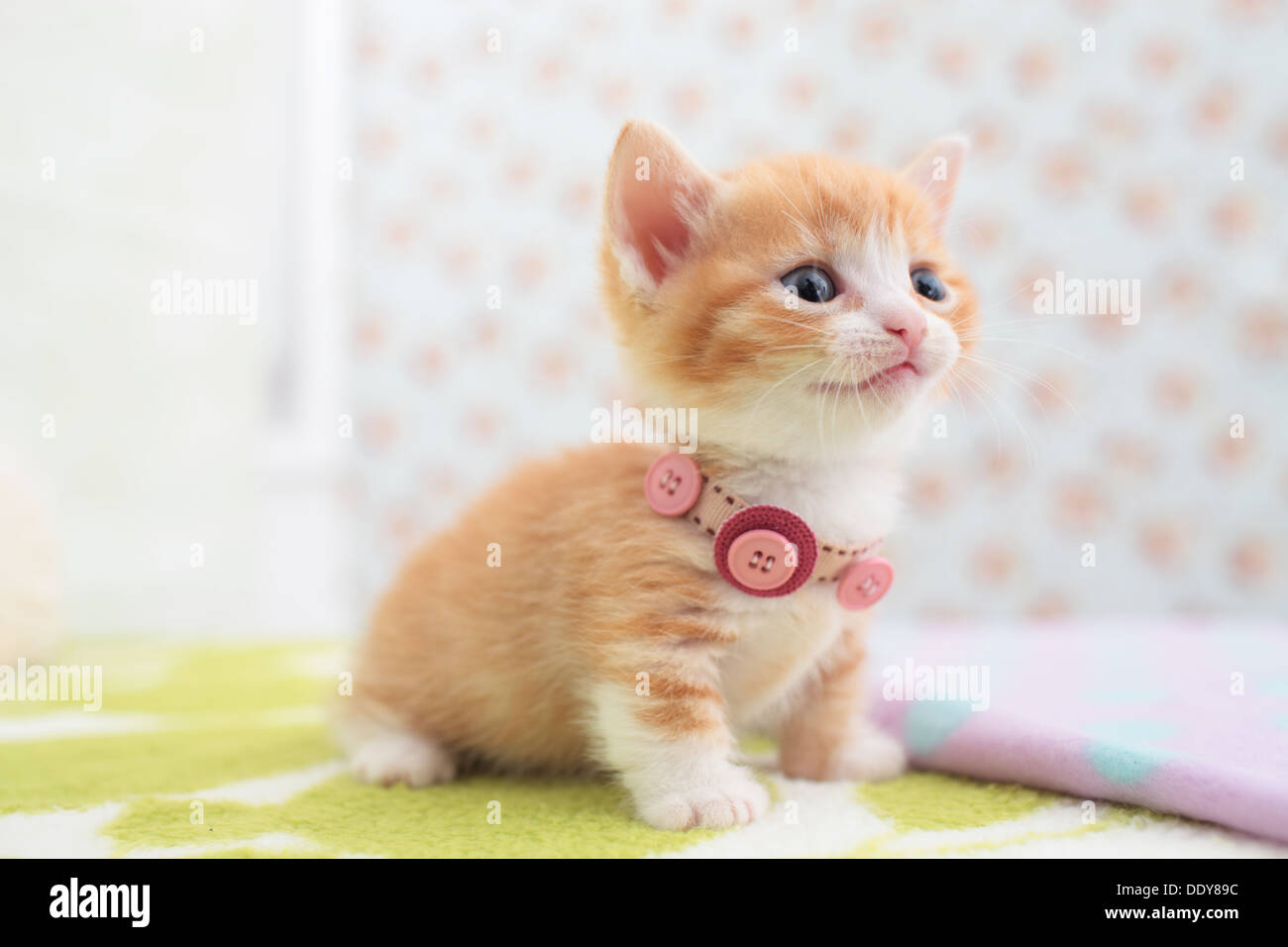 Orange Dwarf Kittens