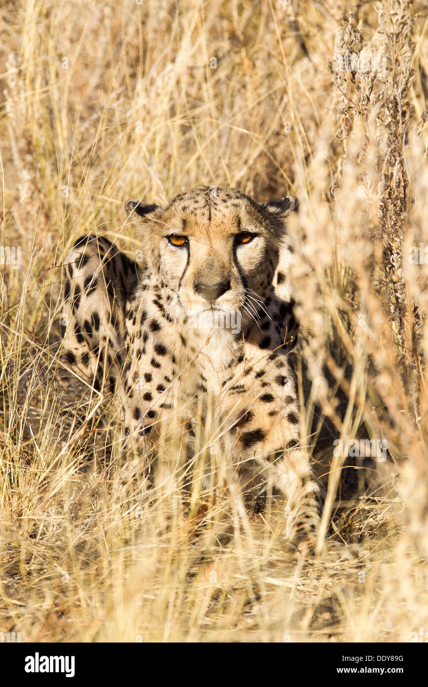 Cheetah in tall grasses hi-res stock photography and images - Alamy