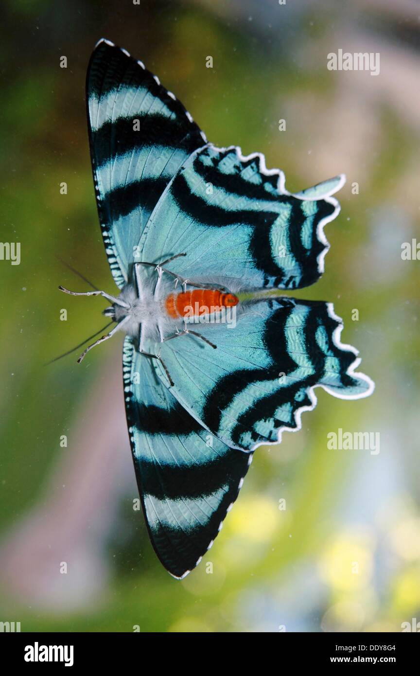Zodiac Moth High Resolution Stock Photography and Images - Alamy