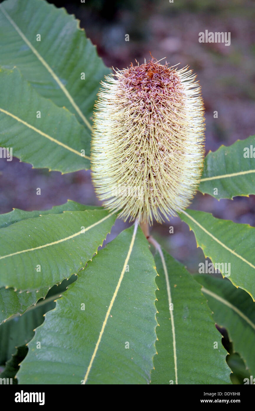 Australian Plants List