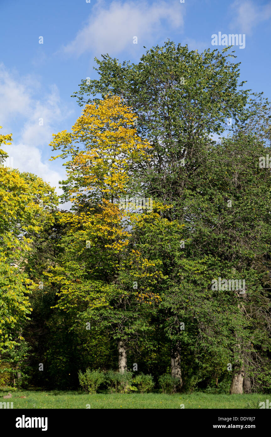 Park in the fall Stock Photo - Alamy