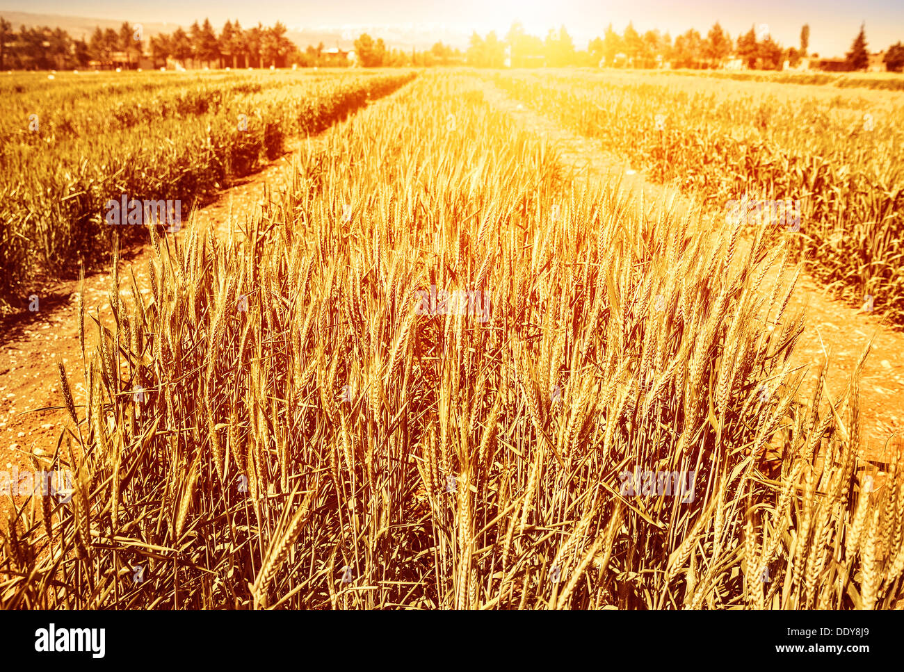 Wheat field in autumn, golden dry rye stems in bright yellow sun light ...