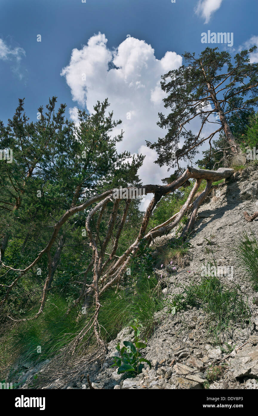 Trees and conifers hi-res stock photography and images - Alamy
