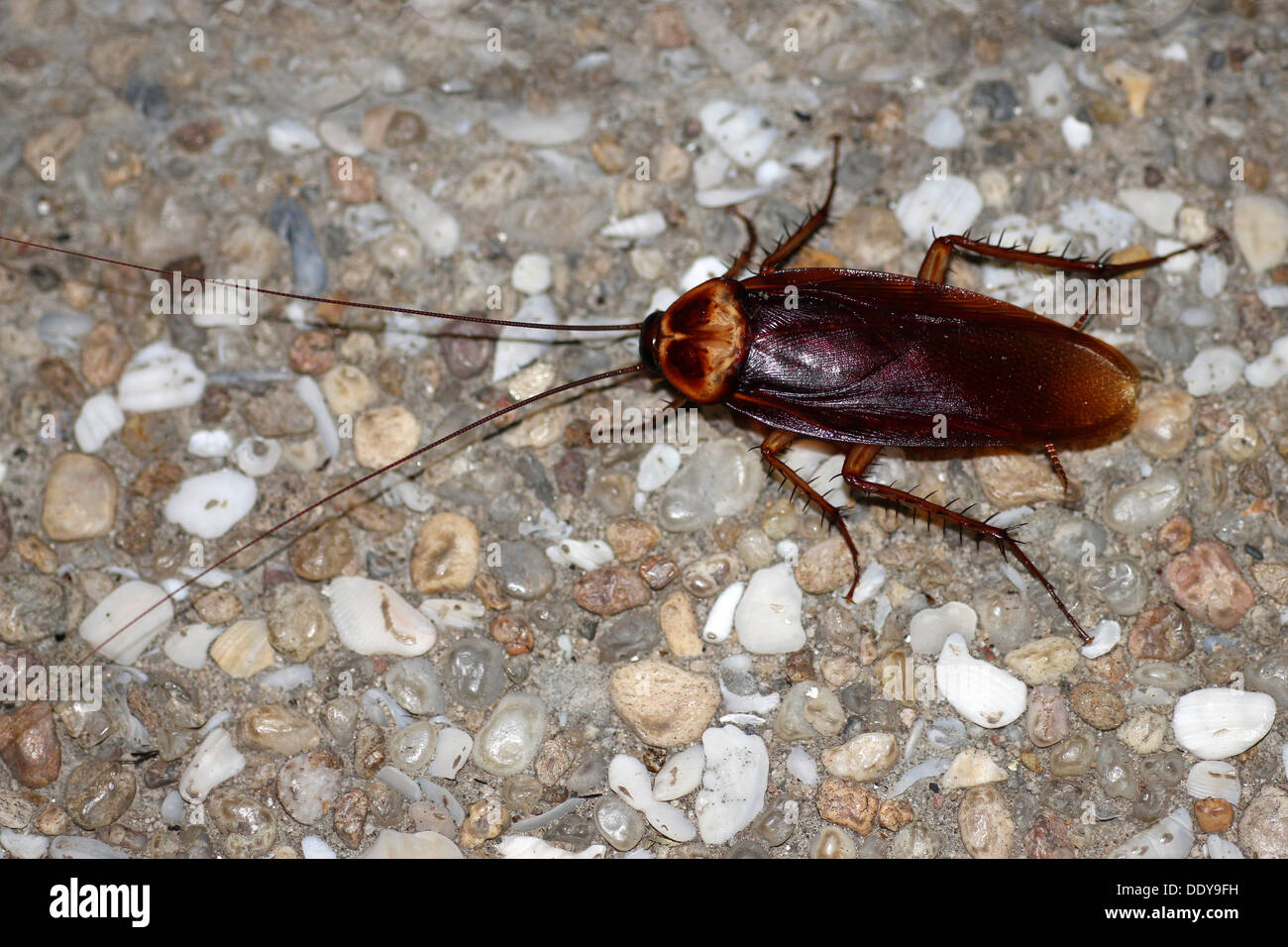 African cockroach cockroaches insect insects hi-res stock photography ...