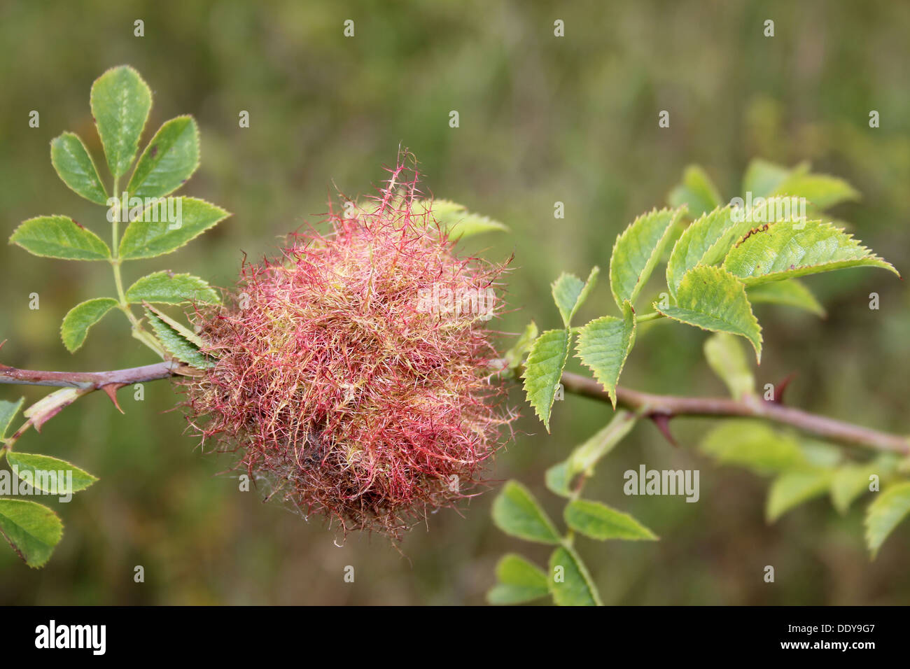 Rose diseases hi-res stock photography and images - Alamy