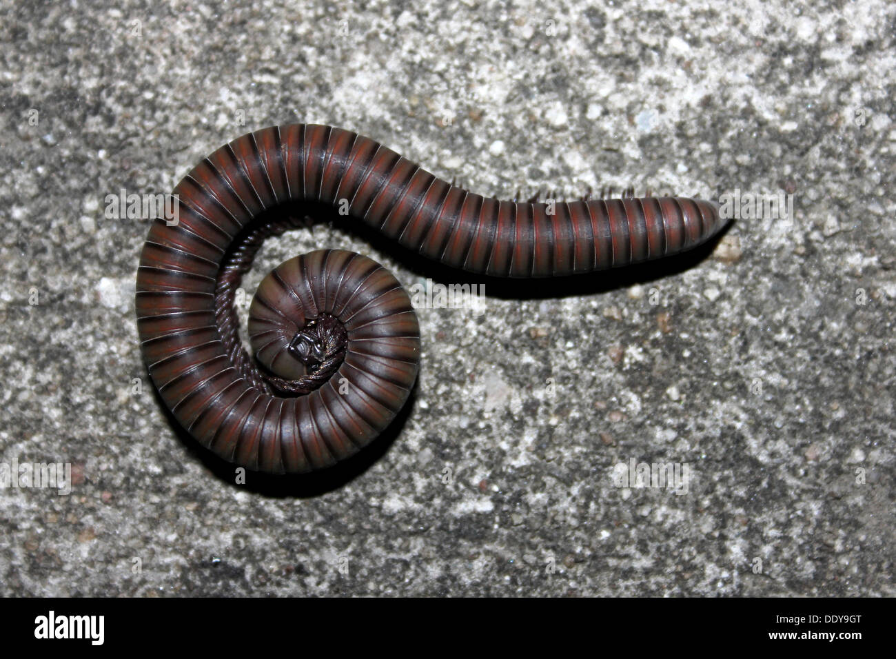 Curled-up Millipede, Ghana Stock Photo - Alamy