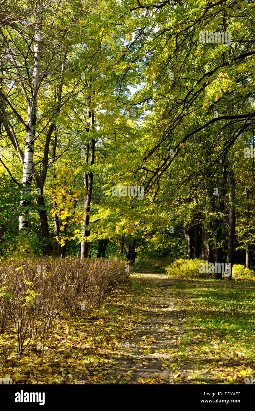 Park in the fall Stock Photo - Alamy