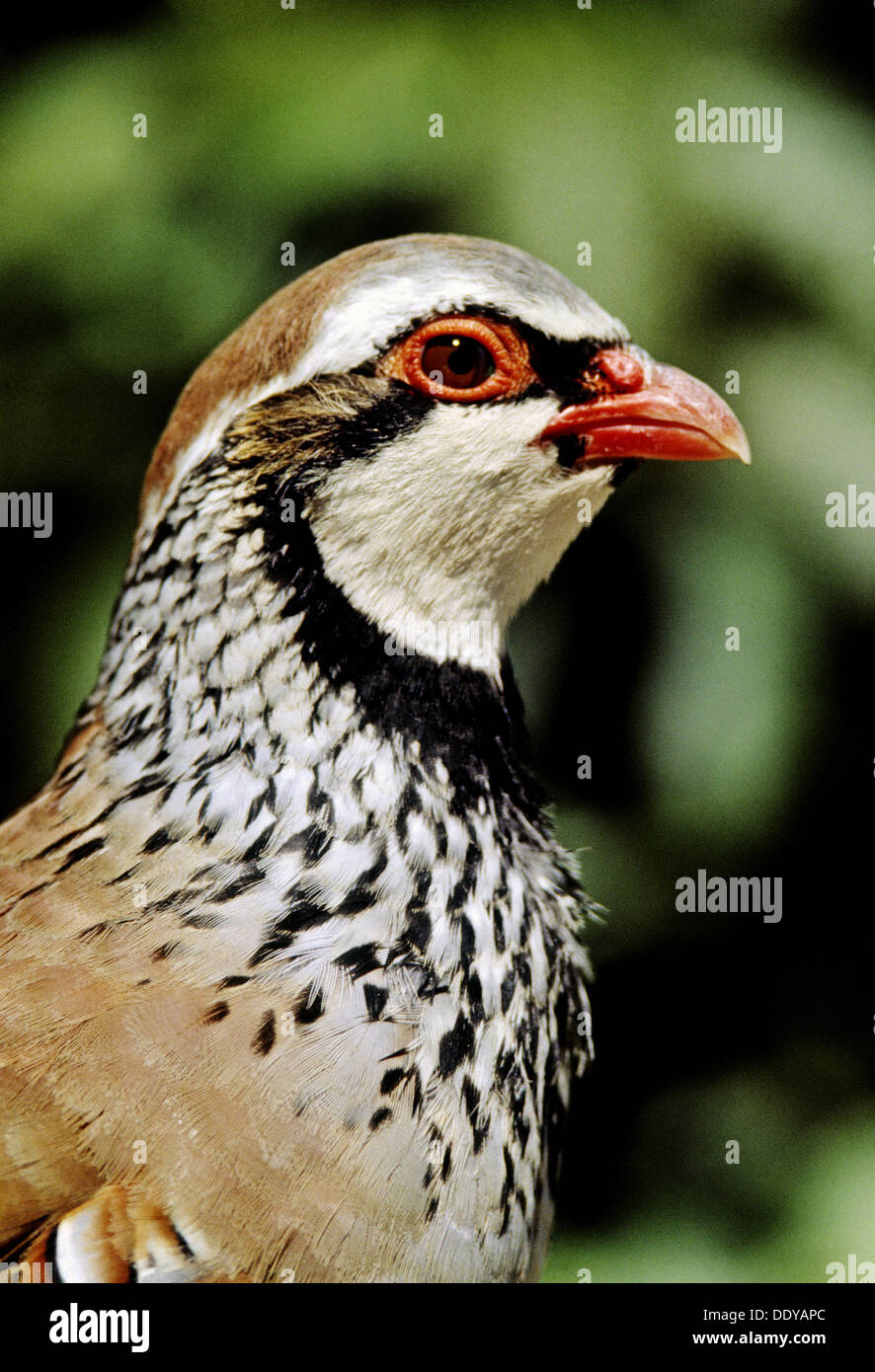 Partridge bird head close up hi-res stock photography and images - Alamy