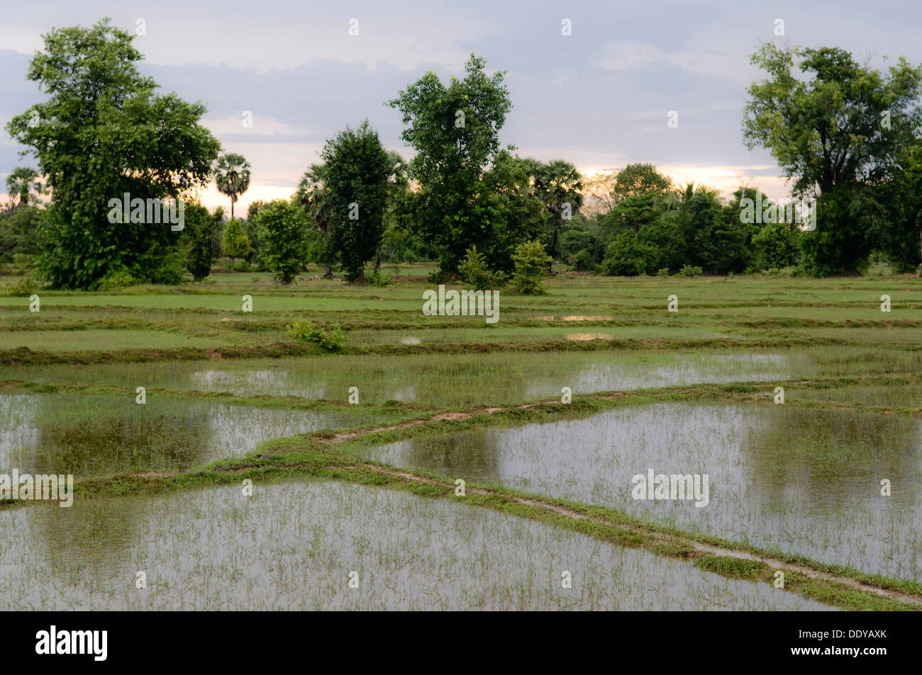 Laos rice paddy hi-res stock photography and images - Alamy