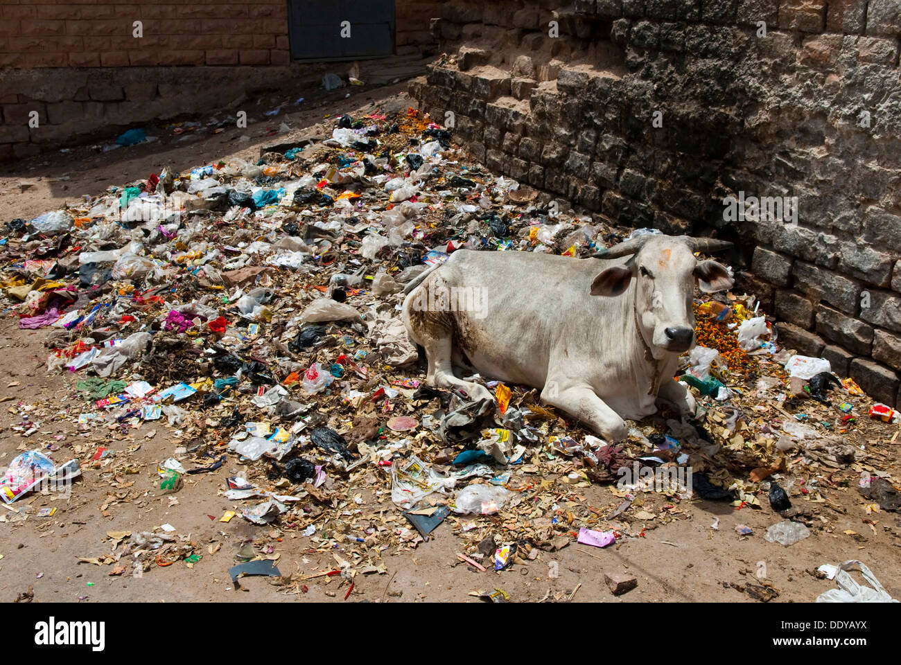 Cow lying on garbage, Jodphur, Rajasthan, India, Asia Stock Photo - Alamy