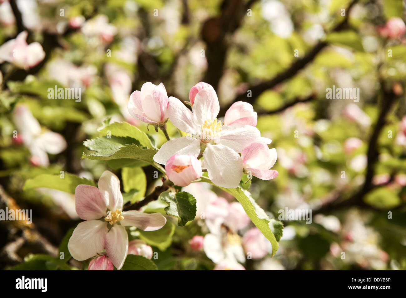 A blooming Apple tree in spring Stock Photo - Alamy