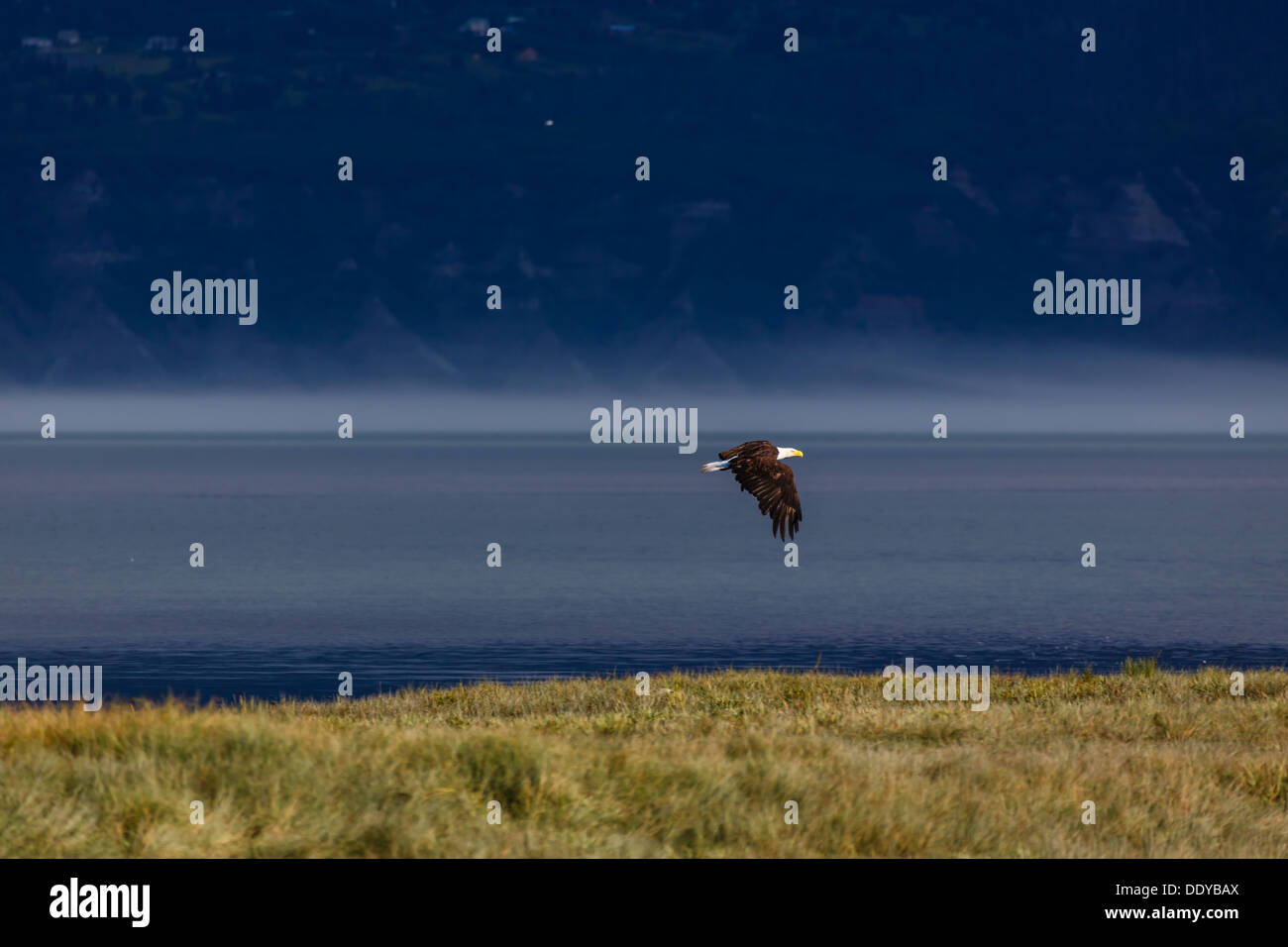 bald eagle in flight over water and meadow Stock Photo - Alamy