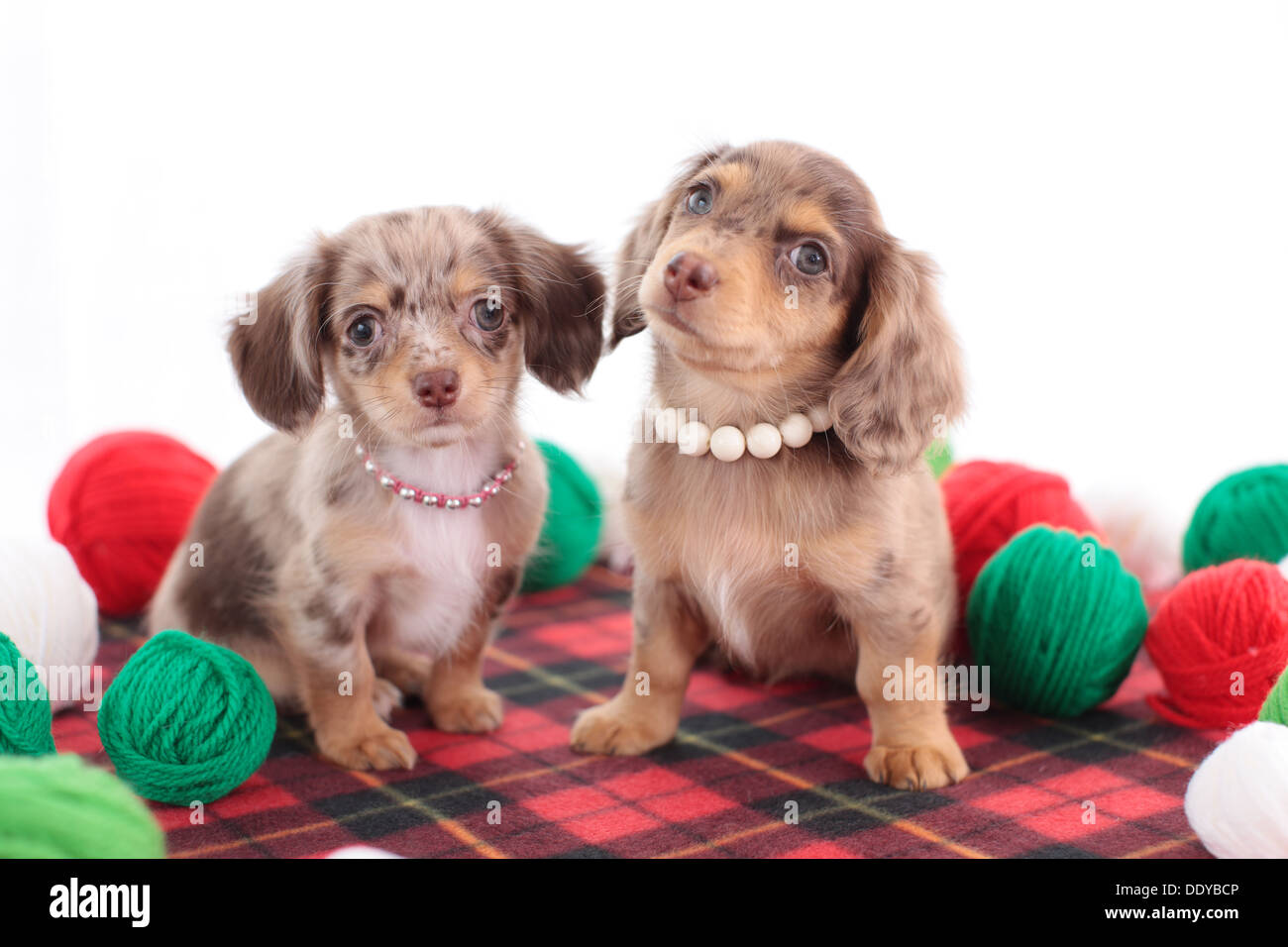 Chihuahua dachshund mix hi-res stock photography and images - Alamy