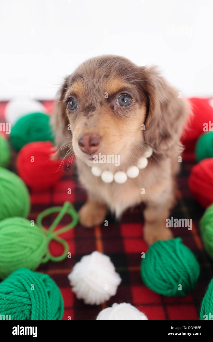 Chihuahua and Miniature Dachshund mixed pet Stock Photo - Alamy