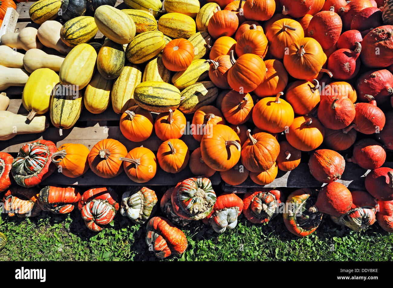 Gourds (Cucurbita) and decorative gourds, Bavaria Stock Photo - Alamy