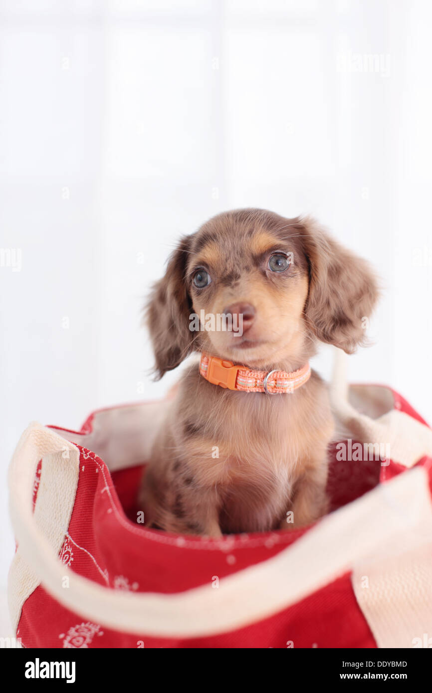 Chihuahua and Miniature Dachshund mixed pet Stock Photo - Alamy