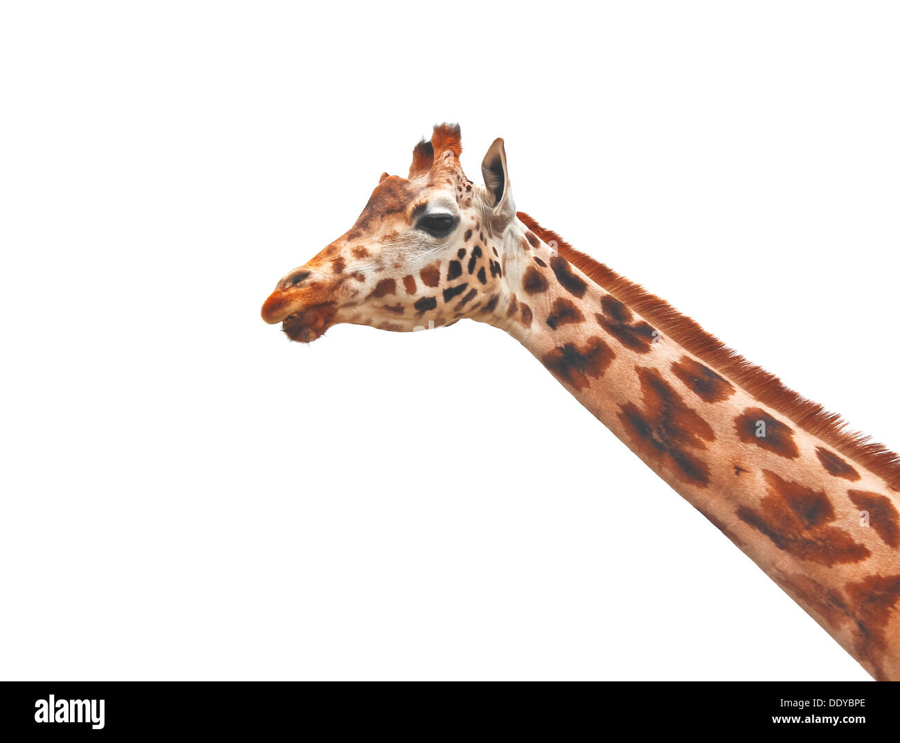 Giraffe isolated on white background Stock Photo - Alamy