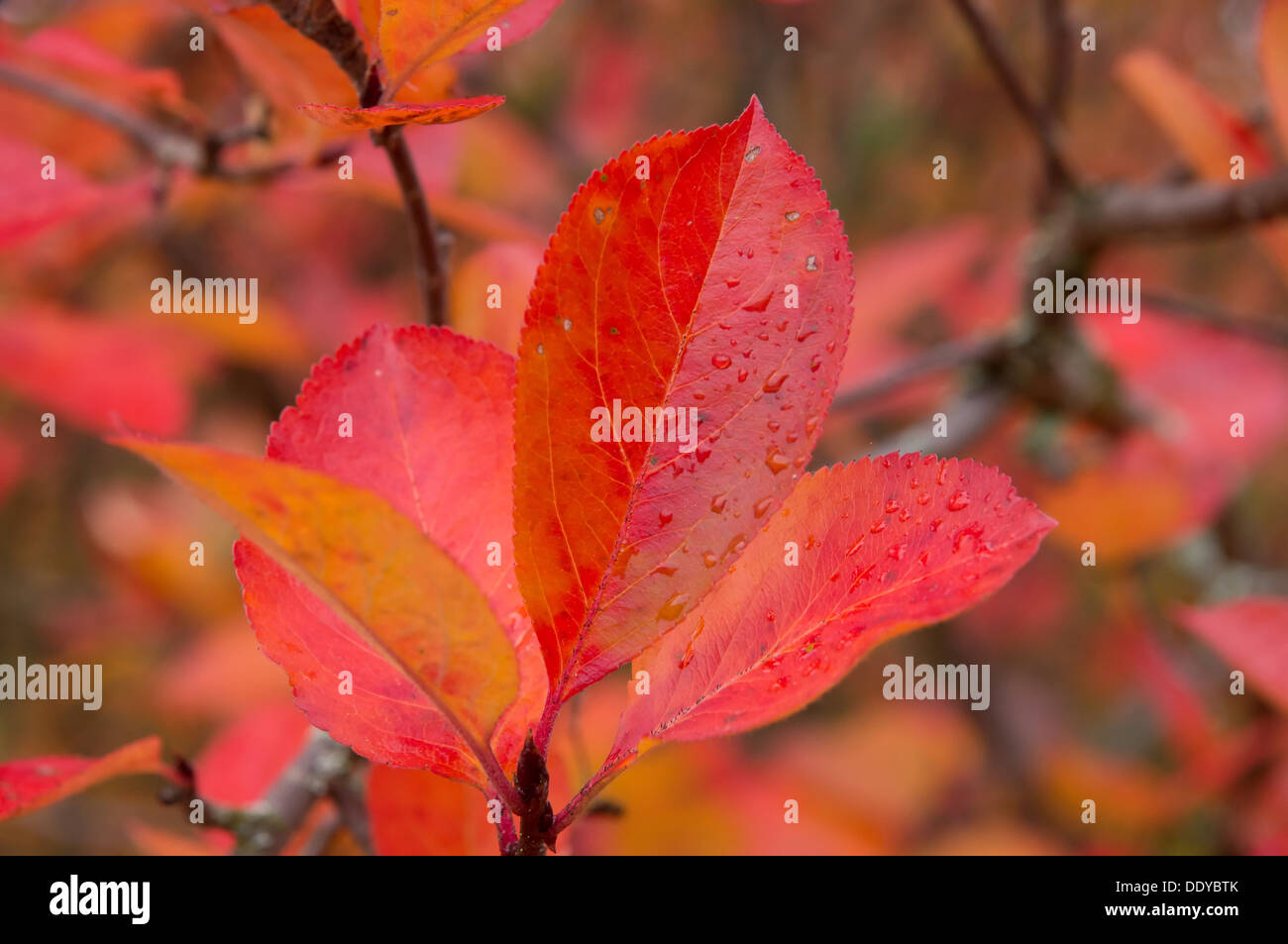 red chokeberry leaves Stock Photo - Alamy