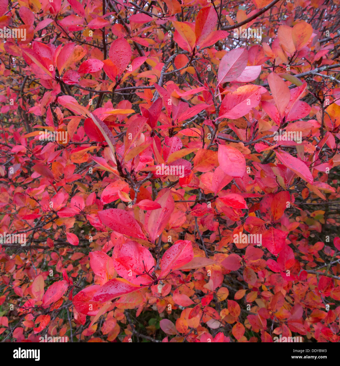 Red chokeberry tree hi-res stock photography and images - Alamy