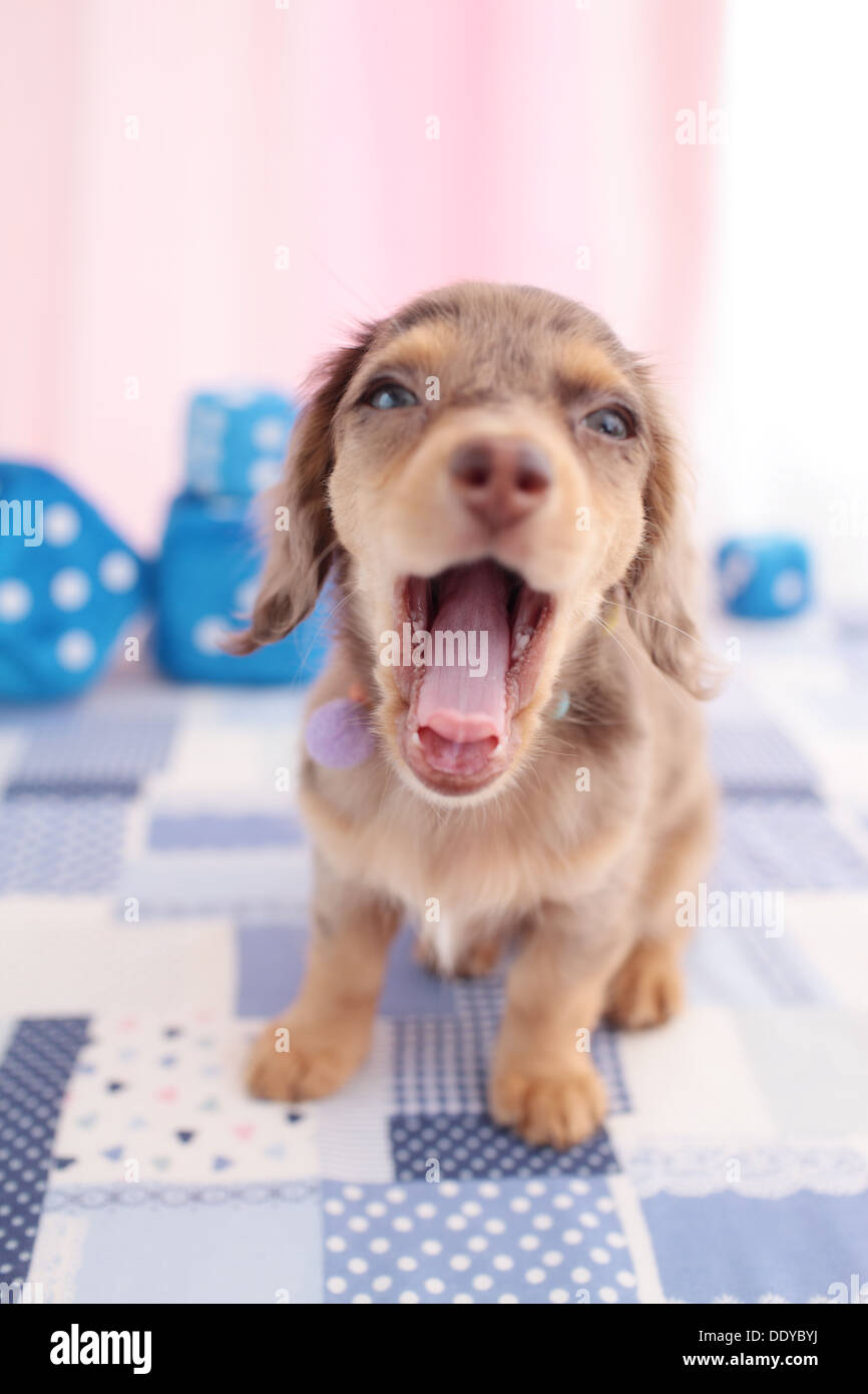 Chihuahua and Miniature Dachshund mixed pet Stock Photo - Alamy