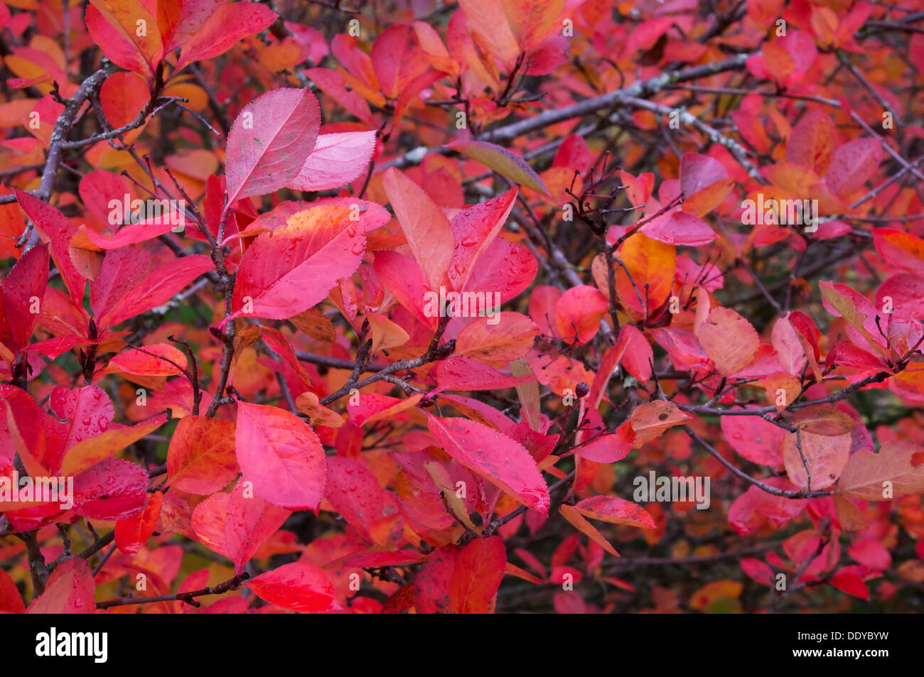 Sun chokeberry hi-res stock photography and images - Alamy