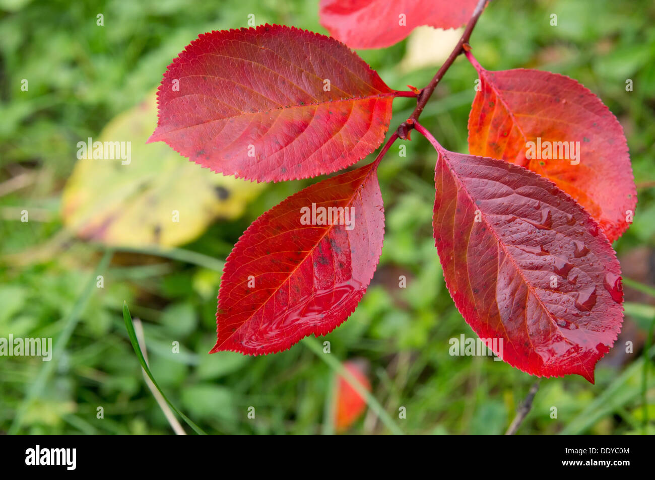 Sun chokeberry hi-res stock photography and images - Alamy