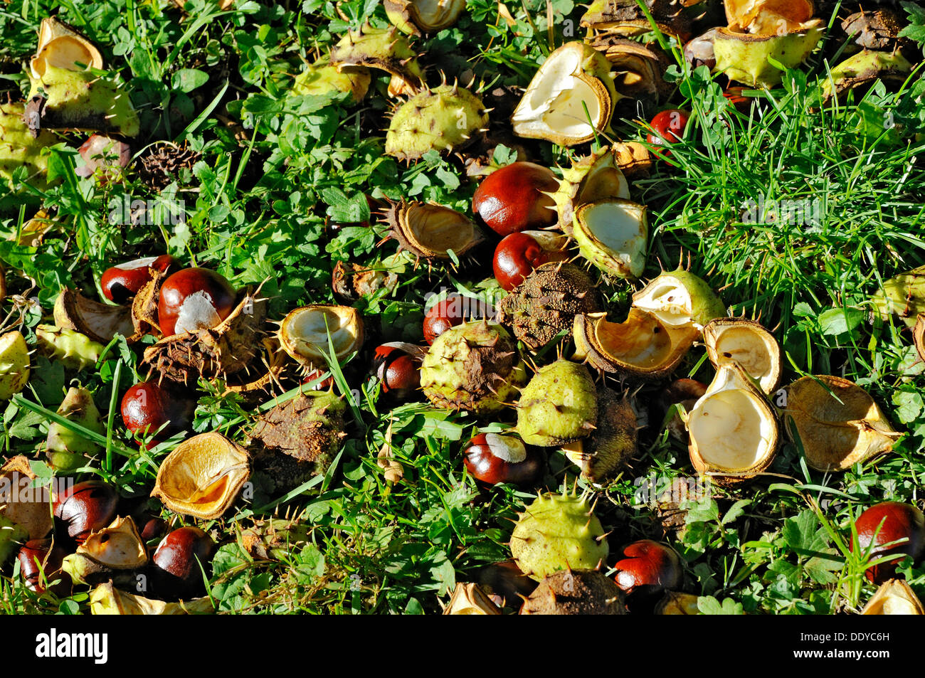 Chestnuts, Horse-chestnut (Aesculus hippocastanum), Bavaria Stock Photo ...