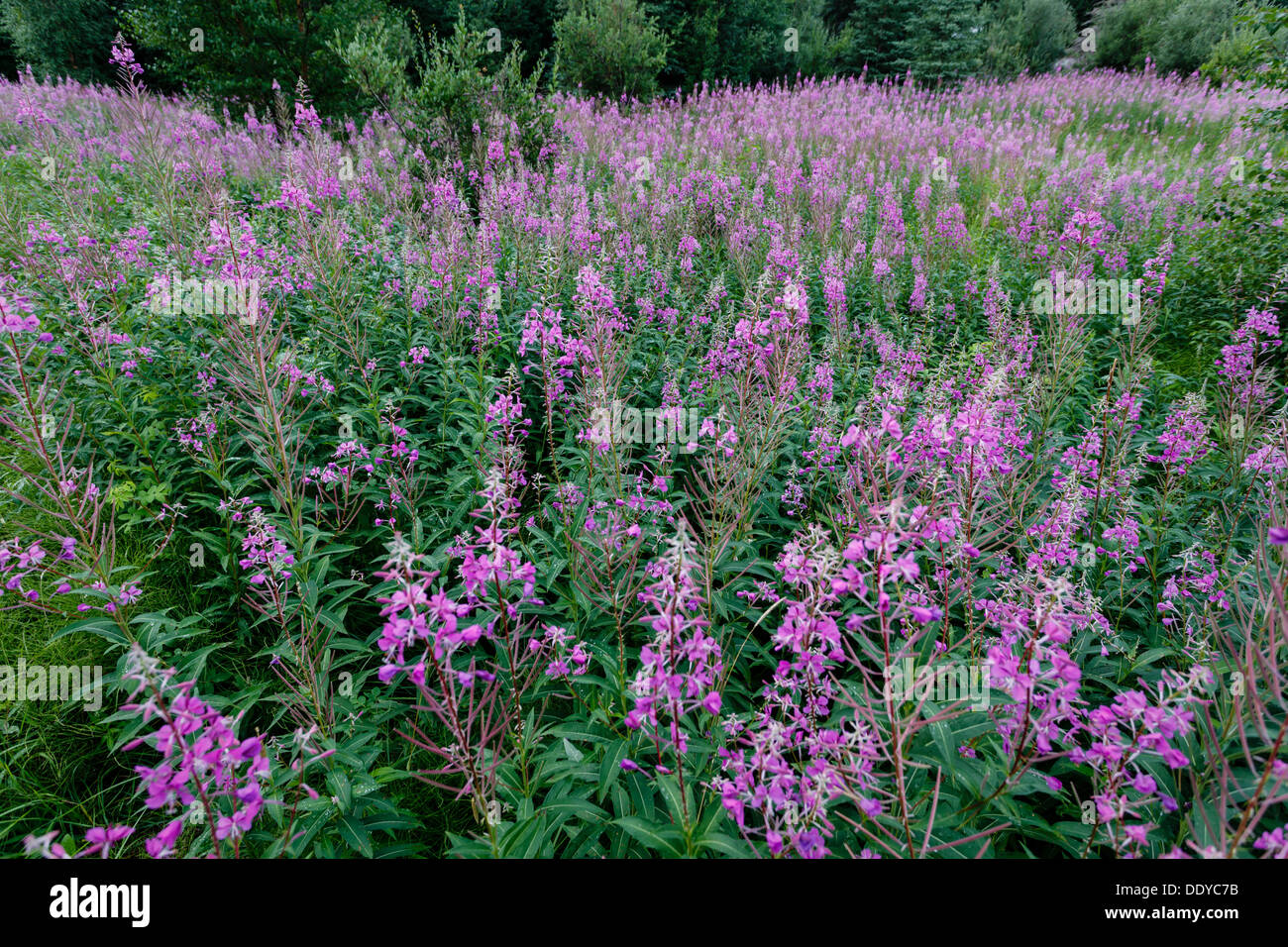 Purple Fireweed in bloom in a summer meadow in Alaska Stock Photo - Alamy