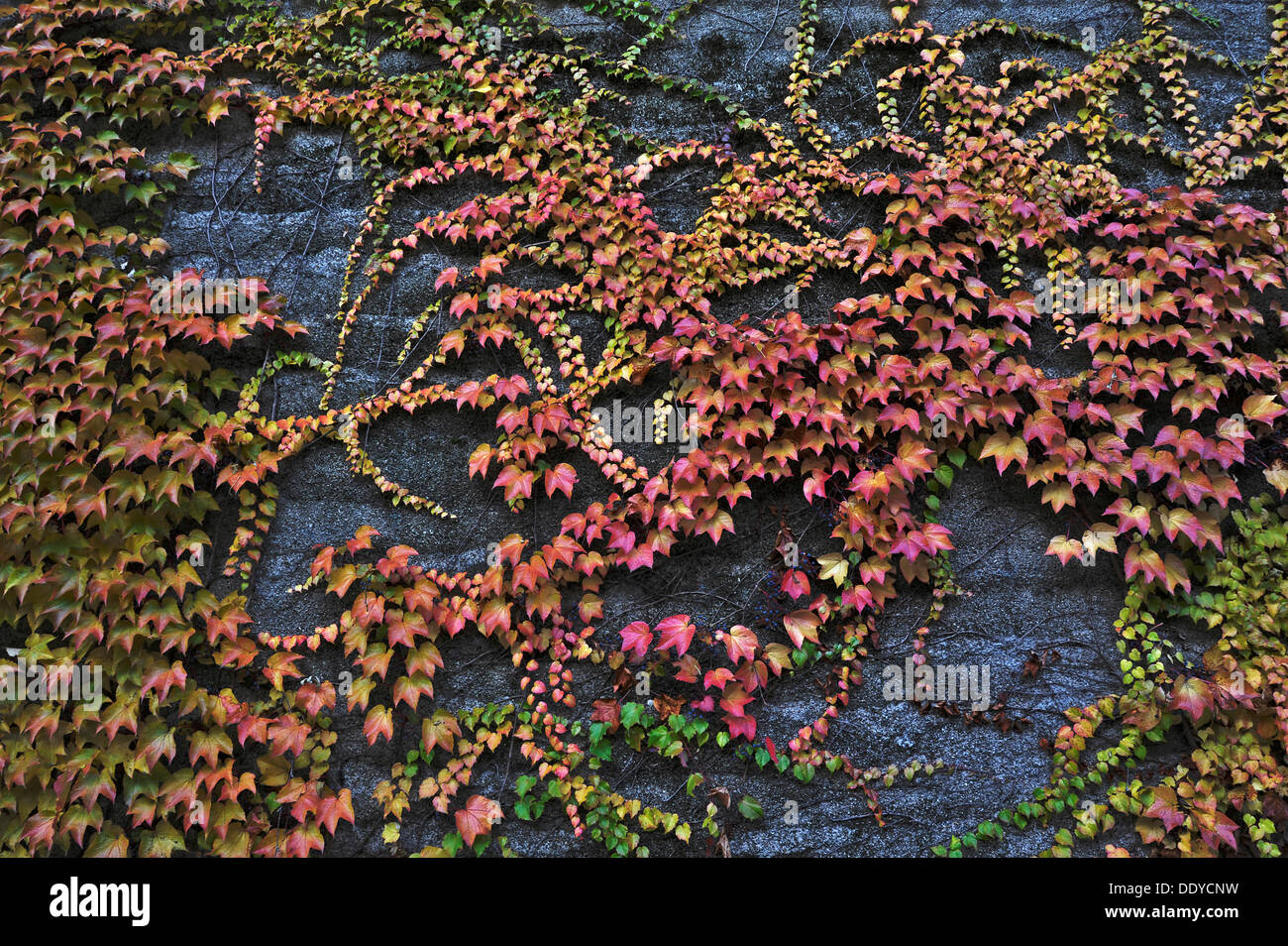 Boston Ivy or Japanese Creeper (Parthenocissus tricuspidata) on a wall ...
