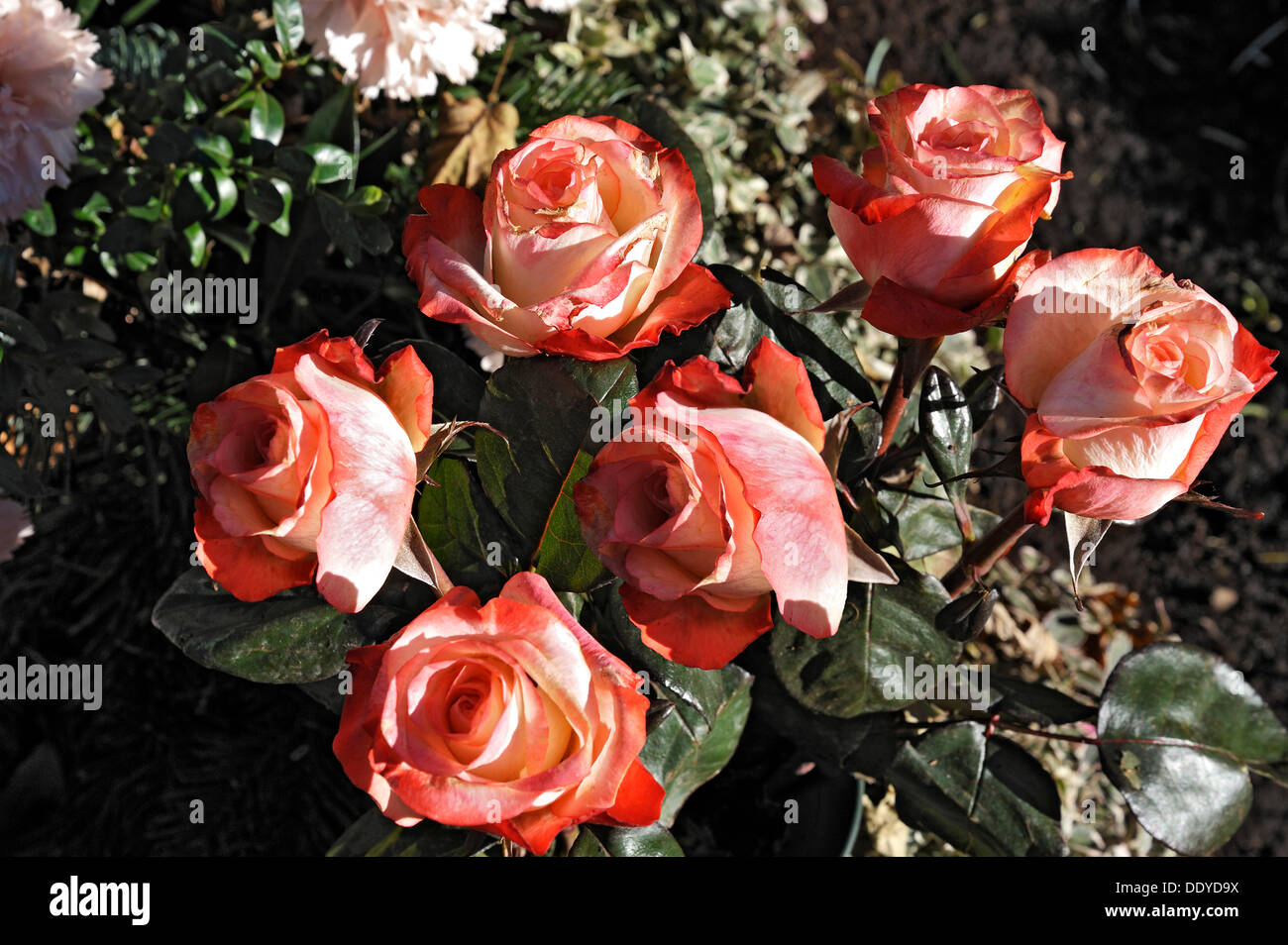 Wilting Roses (Rosa), Ostfriedhof cemetery, Munich, Bavaria Stock Photo ...