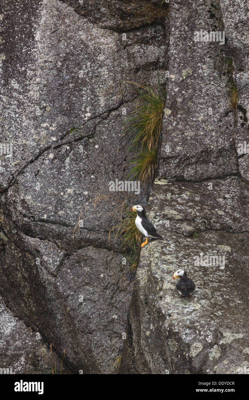 Horned puffins on rock hi-res stock photography and images - Alamy