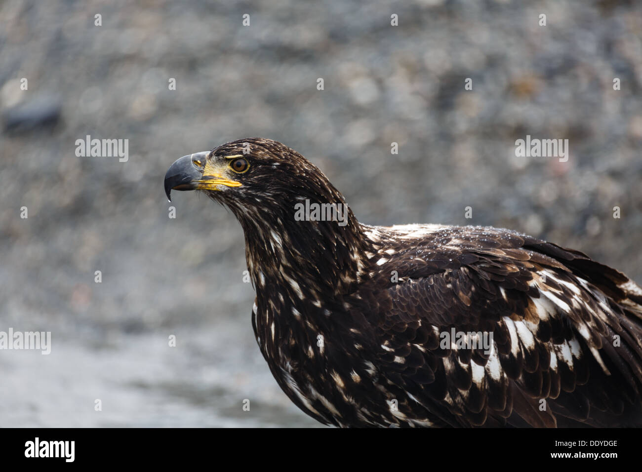 Bald head hike hi-res stock photography and images - Alamy