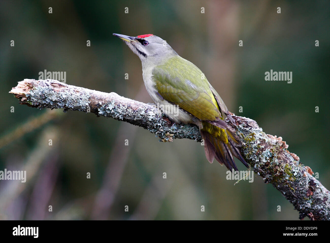Grey woodpeckers hi-res stock photography and images - Alamy