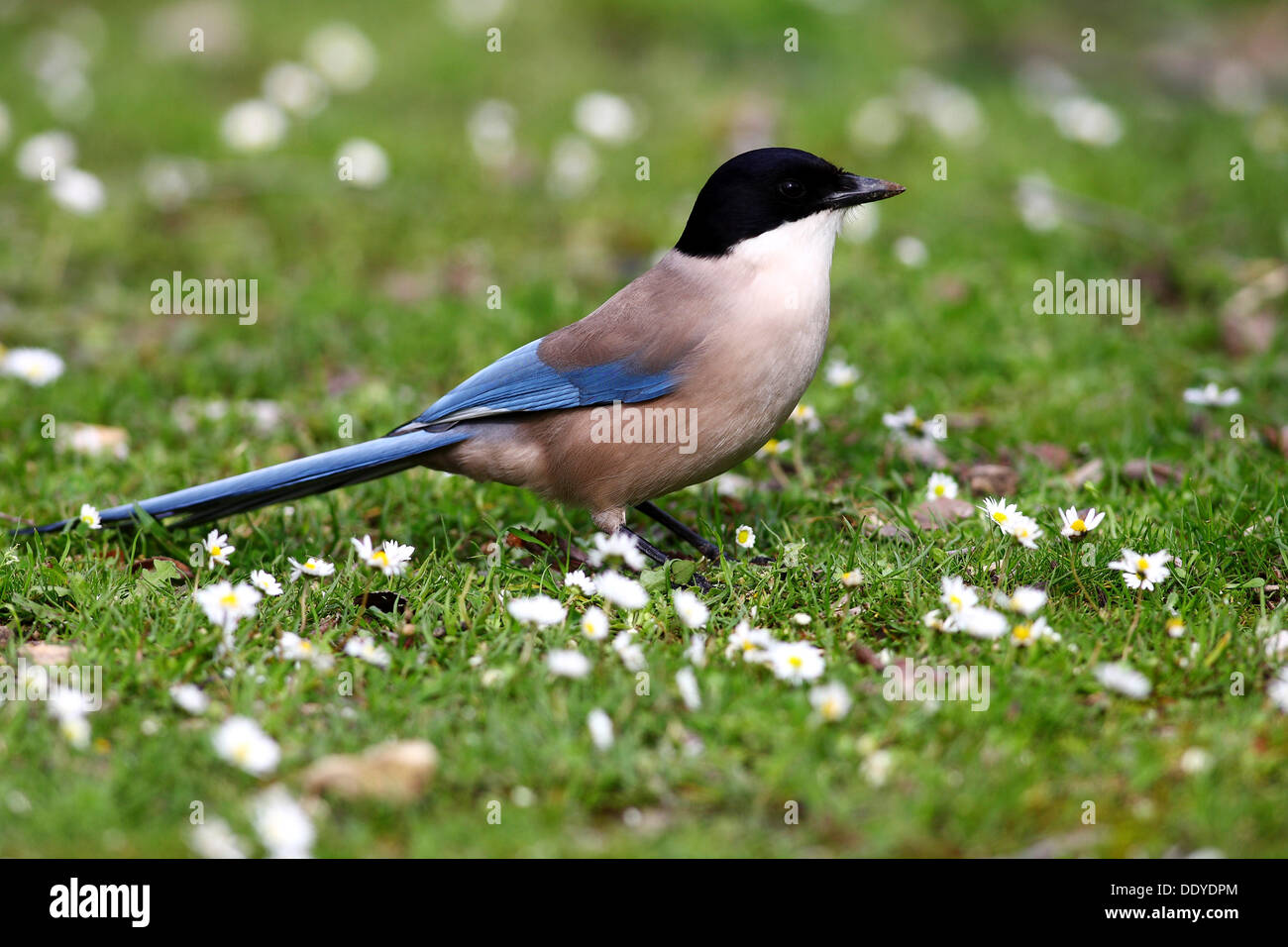 Blue Magpie (Cyanopica Cyana) sitting on meadow, Extremadura, Spain ...