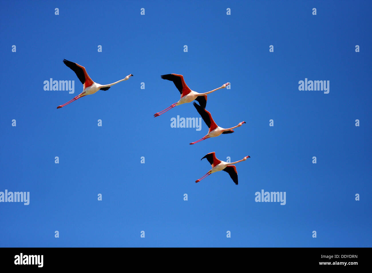 American flamingo (Phoenicopterus ruber), flock flying, Camargue ...