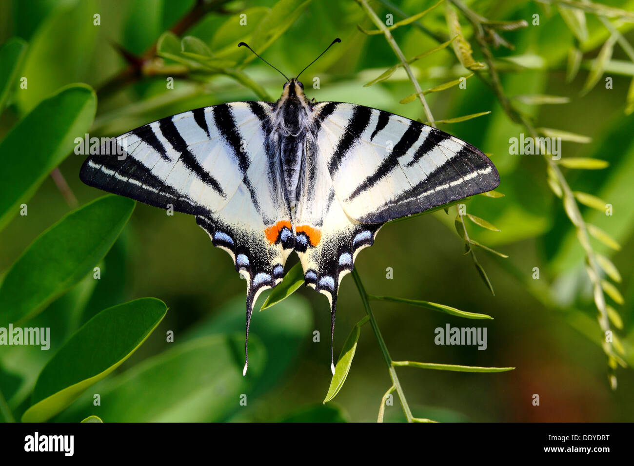 Butterfly iphiclides podalirius swallowtail hi-res stock photography ...