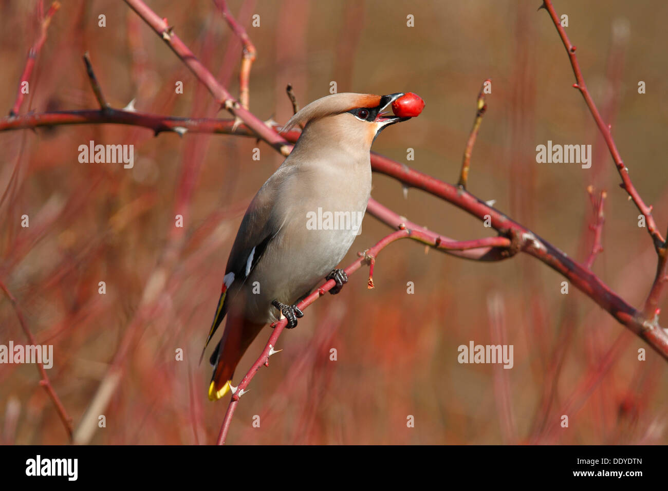 Bohemian Waxwing (Bombycilla garrulus) eating a rose hip Stock Photo ...
