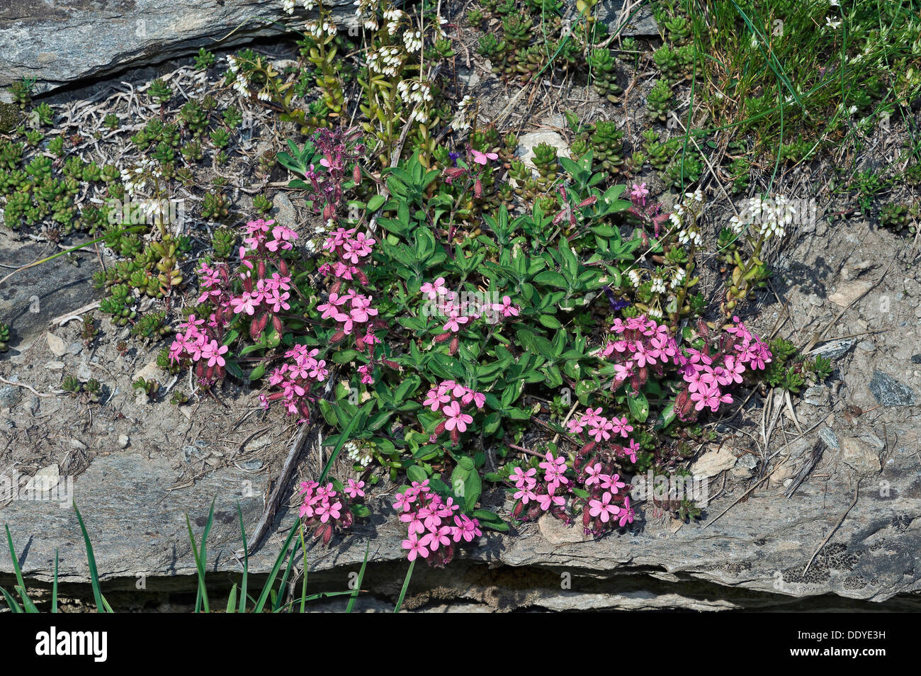 Mountain flowers, Silene acaulis Stock Photo - Alamy