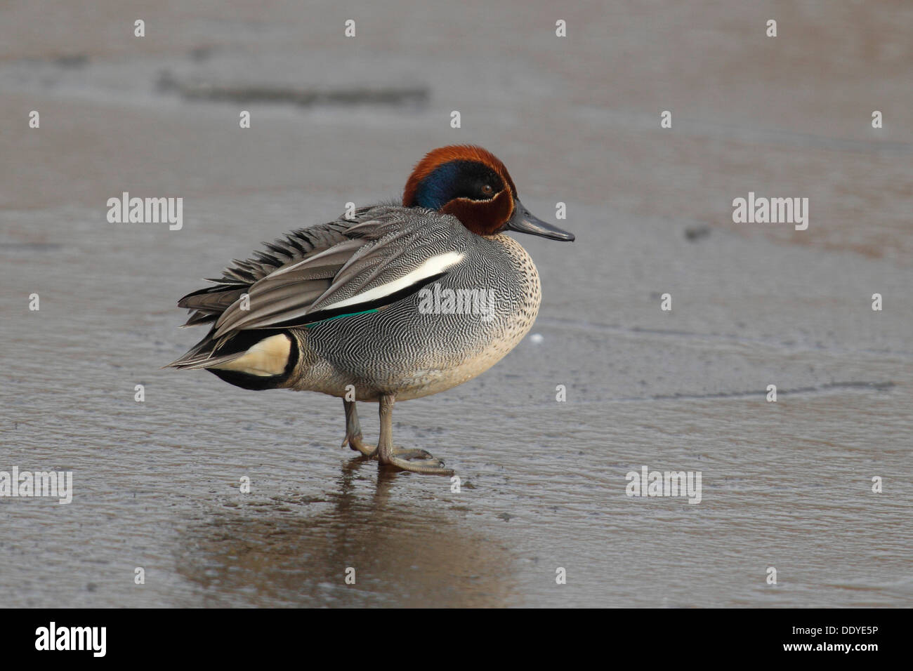 Eurasian Teal or Common Teal (Anas crecca), male in breeding plumage ...
