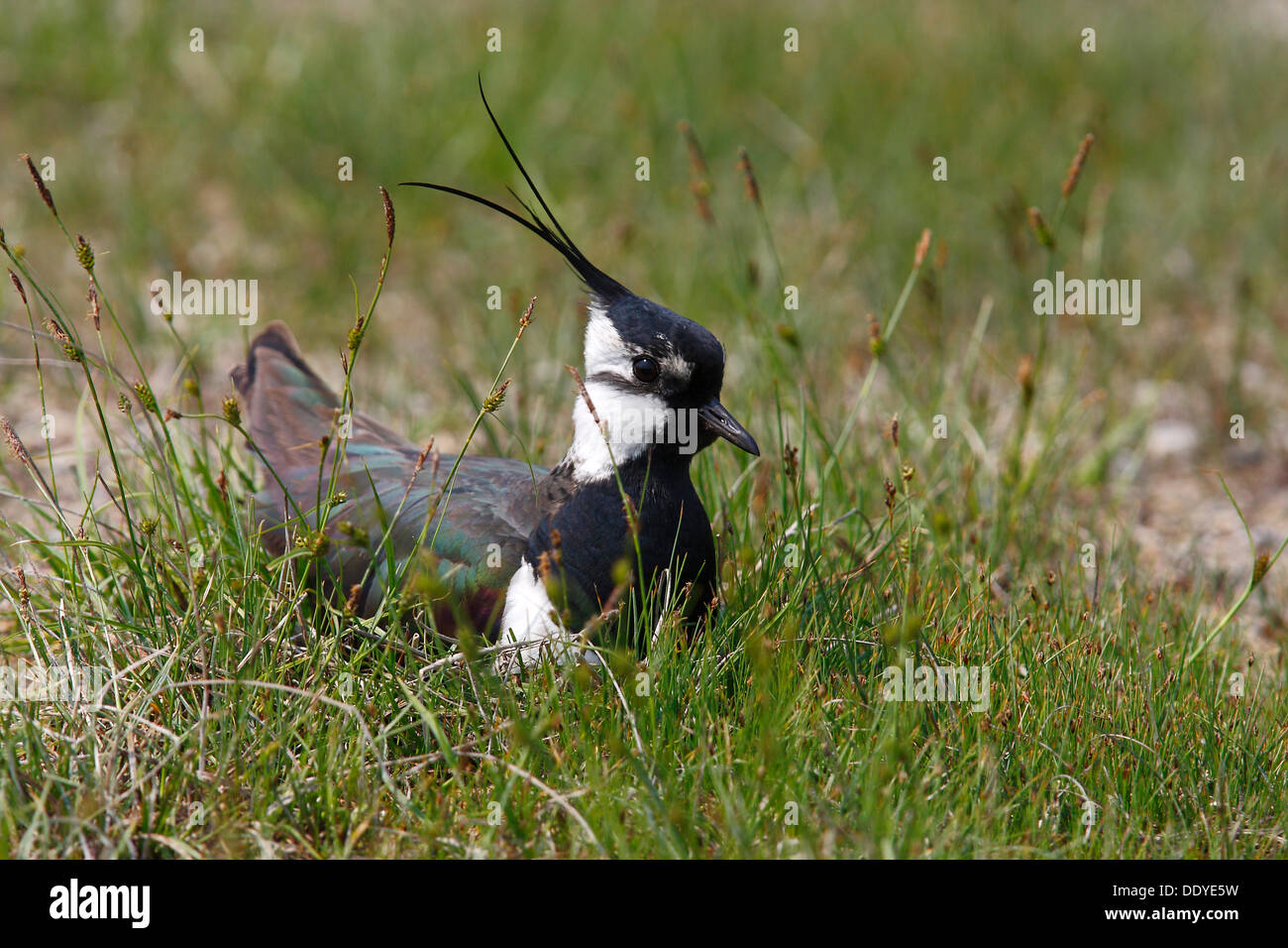 Lapwing (Vanellus vanellus) breeding on a meadow Stock Photo - Alamy
