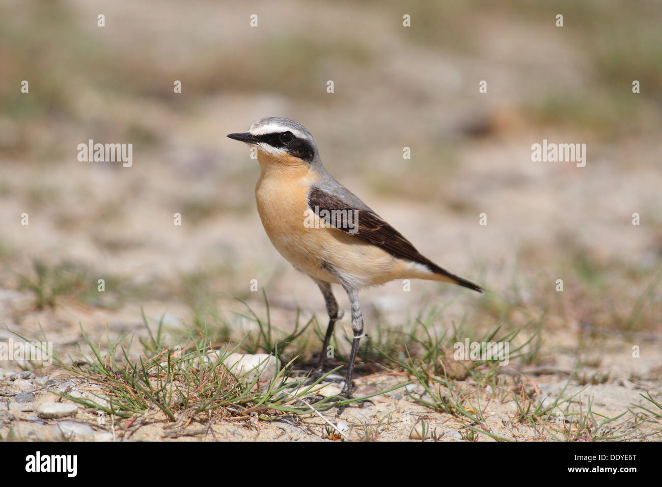 Male northern wheatear hi-res stock photography and images - Alamy