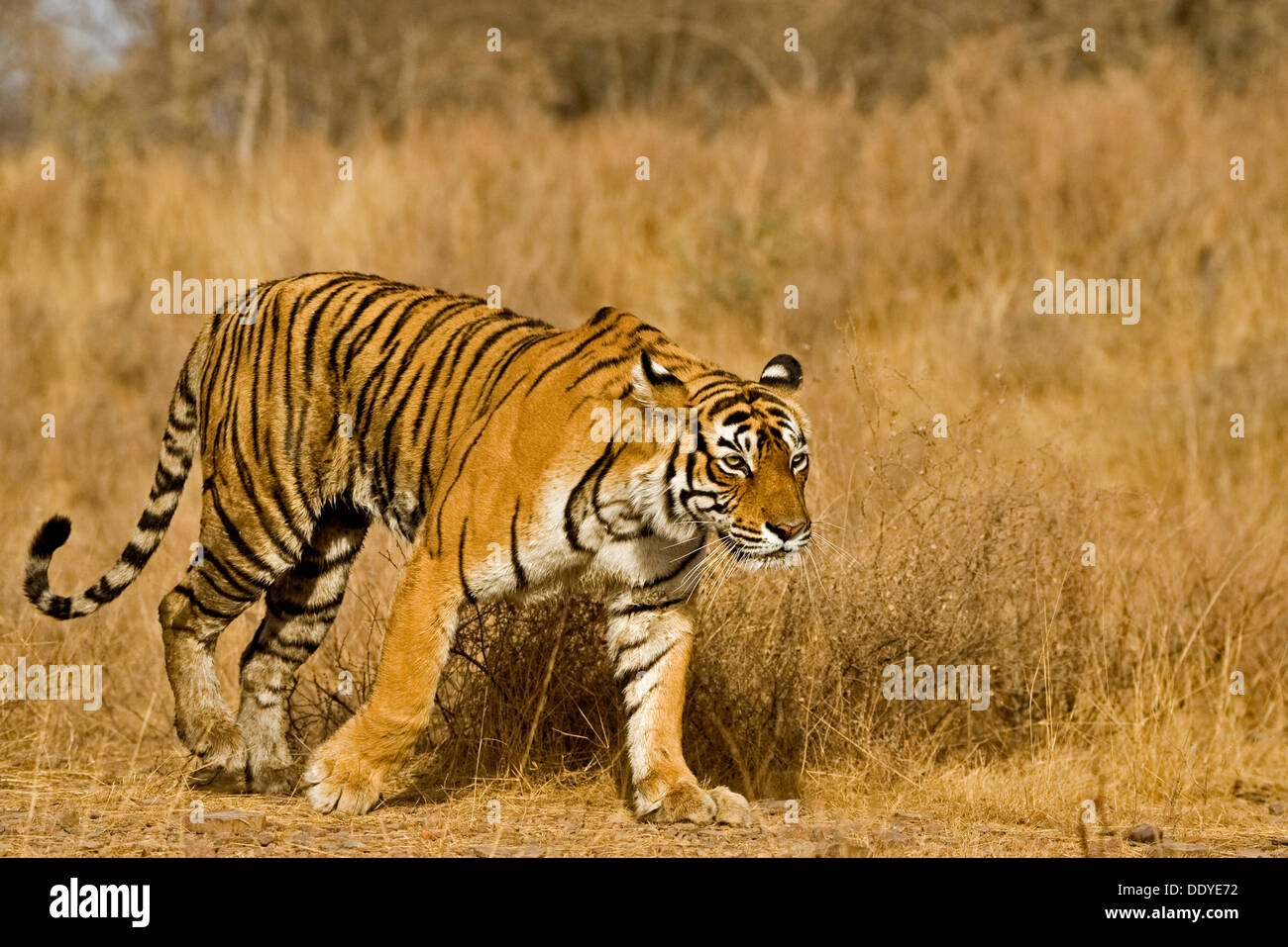 Tiger (Panthera tigris) moving in Ranthambore Tiger Reserve, India ...