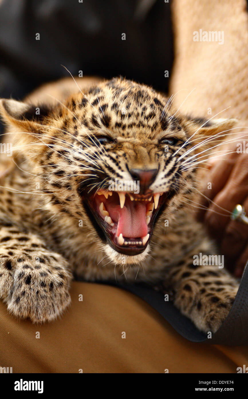 Indian leopard hi-res stock photography and images - Alamy
