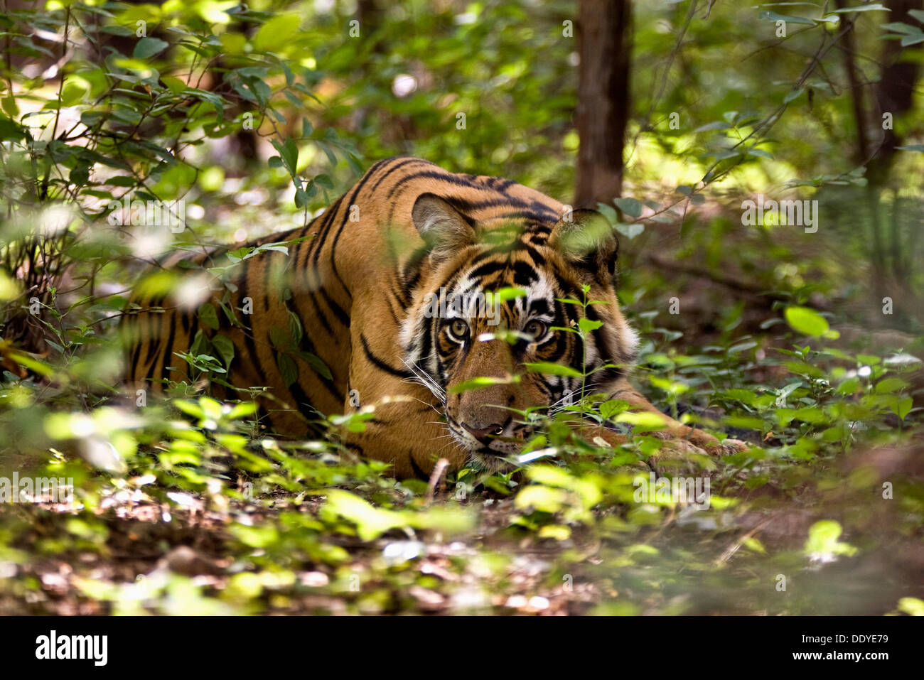Looking in through bushes hi-res stock photography and images - Alamy