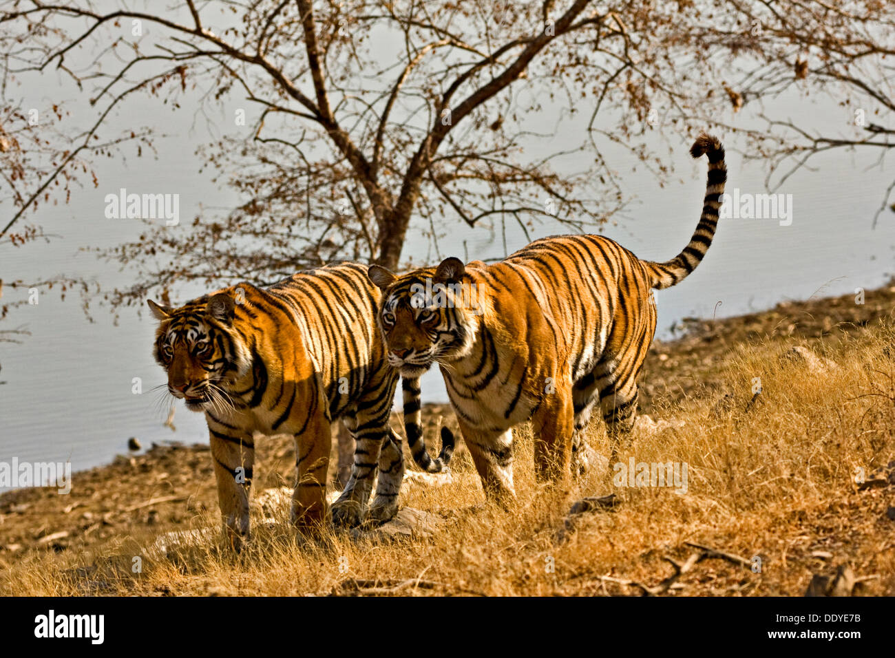 Two tigers (Panthera tigris) moving on the dry grasses of the dry ...