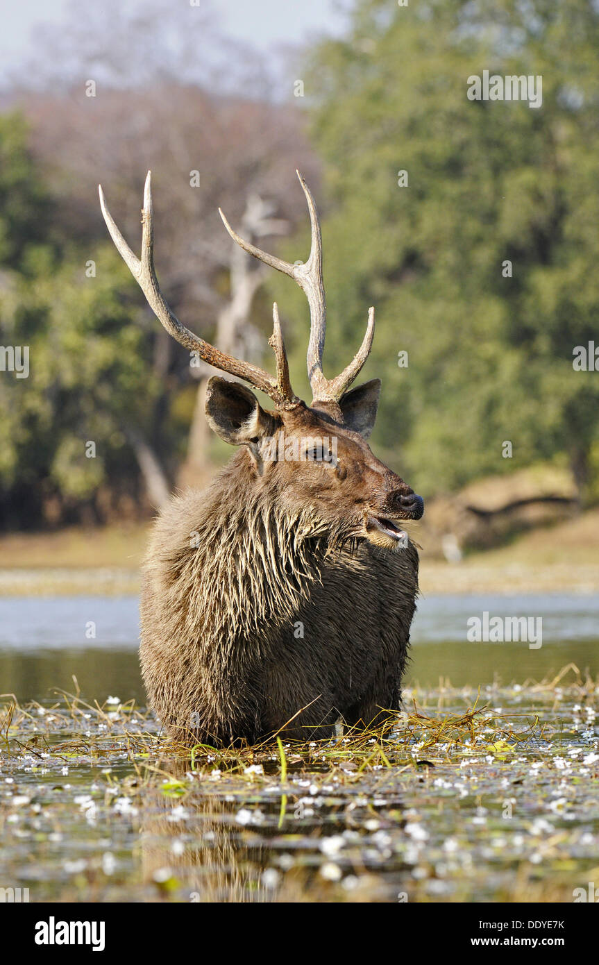 Sambar Deer stag (Cervus unicolor niger) grazing in a lake in ...