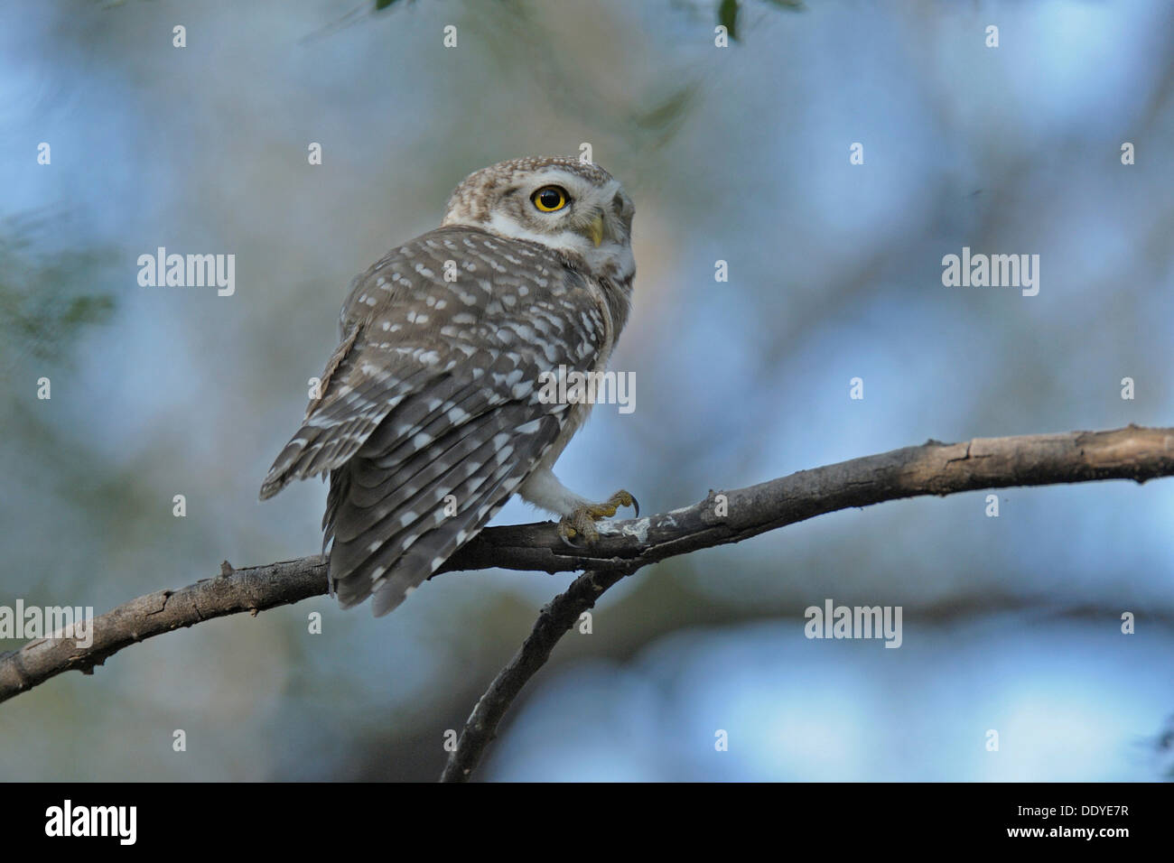 Indian spotted owlet hi-res stock photography and images - Alamy